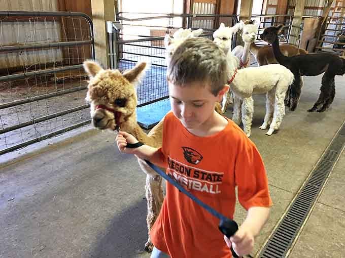 Leading an alpaca on a halter, this kid's having the kind of day memories are made from.