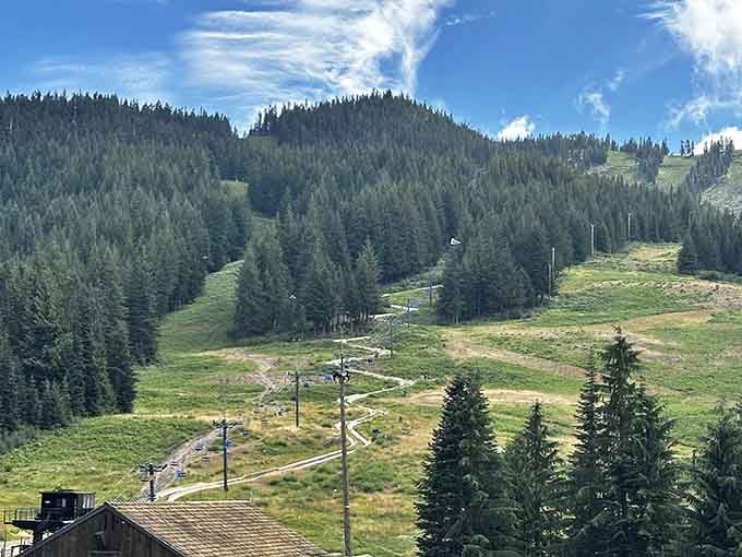 Summer transforms the ski slopes into a playground where adults remember what fun actually means.