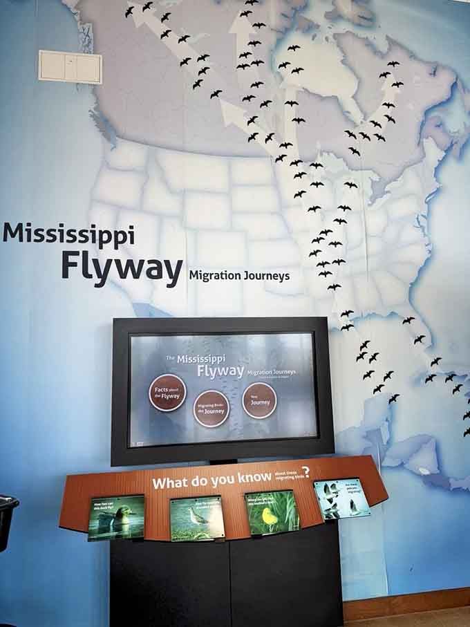 The Mississippi Flyway exhibit maps out bird migration routes, making you realize these creatures travel more than most retirees.