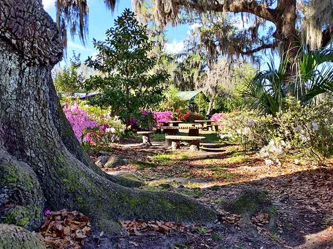 Azaleas in full bloom around the picnic area, because even a swamp garden knows how to set a beautiful table.