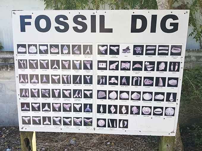 Your treasure map for the dig area, because knowing what you're looking for makes finding it even sweeter.