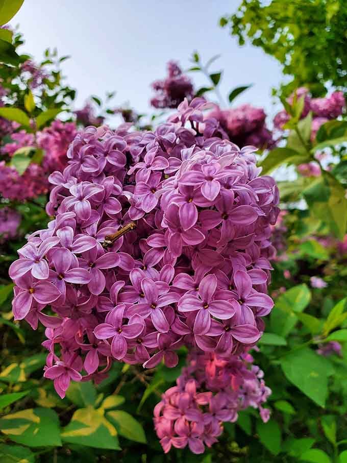 Spring lilacs add fragrant beauty to the park, proving nature's decorating skills surpass any professional interior designer.