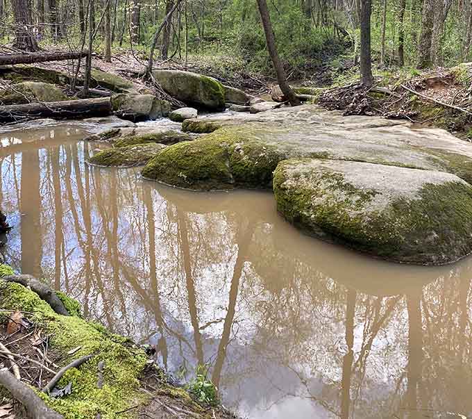 Moss-covered boulders emerge from a shallow, reflective stream, turning an ordinary spring walk into something genuinely unforgettable.