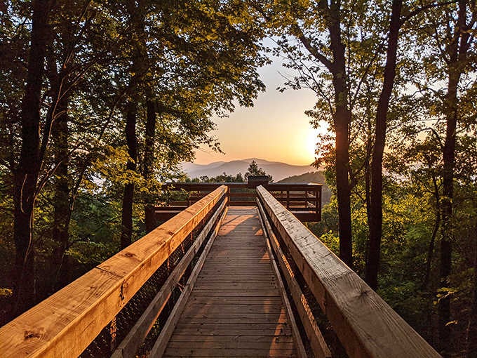 One wooden bridge, one golden hour, and suddenly you're the star of your own nature documentary.