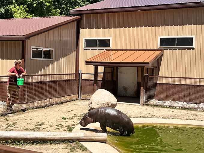 A hippo enjoying pool time, proving that everyone deserves a good soak on a sunny day.
