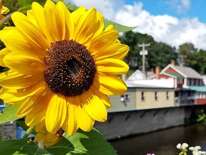 One bold sunflower standing tall above the Deerfield River, completely unbothered and absolutely correct about itself.