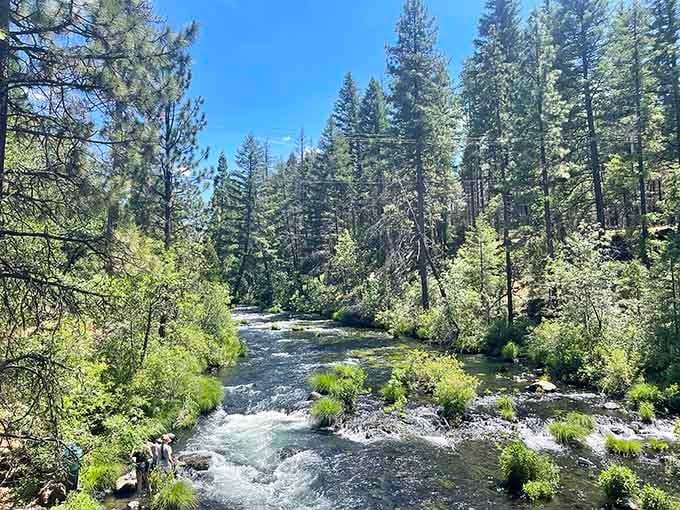 Burney Creek rolling through the forest like it has somewhere important to be, and honestly, same.