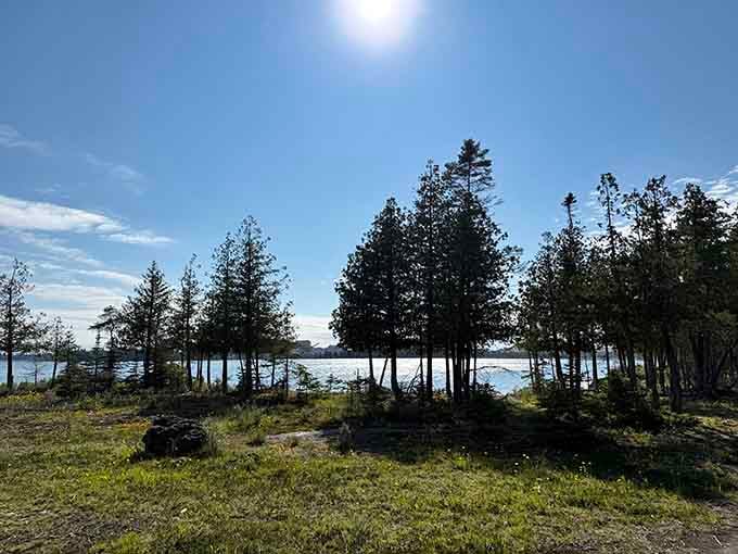 Tall pine trees stand like silent sentinels along the grassy bank, soaking in the brilliant midday sunshine.
