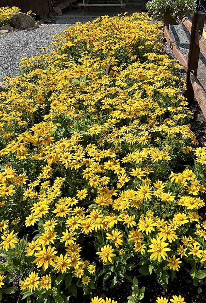 A carpet of golden blooms near the farm stand proves the beauty here doesn't stop at the sunflower field.