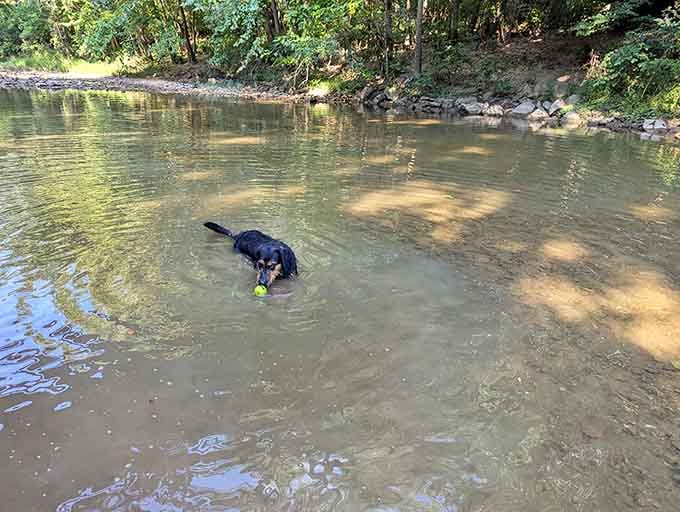 This pup's having the kind of day we all deserve: splashing around without a care in the world.
