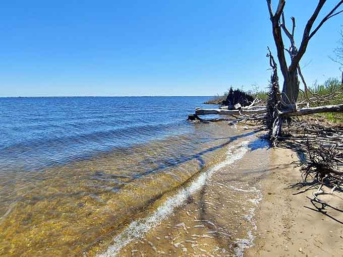 Where the shoreline meets the ghost forest, creating scenery that belongs in a nature documentary, not Ocean County.