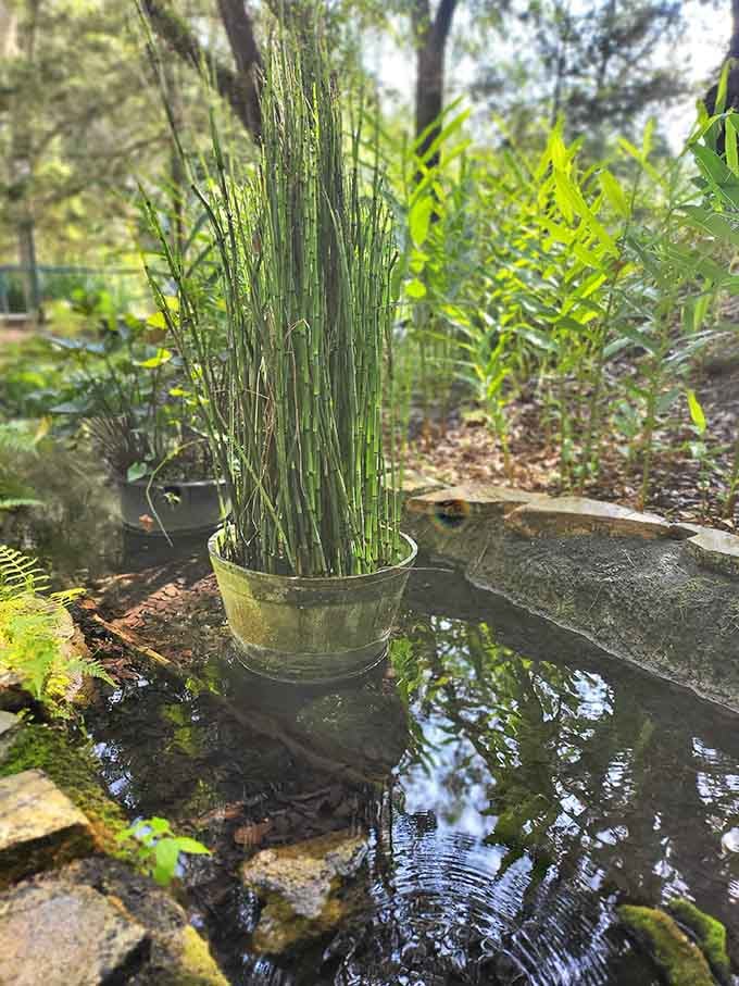 Horsetail reeds standing tall in a mossy stone basin. Simple, elegant, and quietly hypnotic.