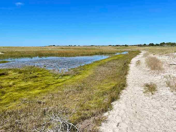 Monomoy National Wildlife Refuge stretches out under a wide blue sky, wild and unhurried, reminding you that nature never needed our permission.