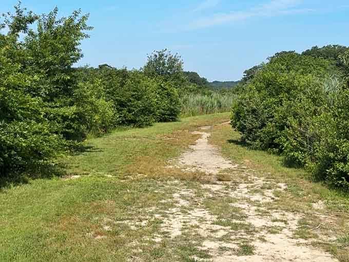 Sandy paths, open skies, and shrubs buzzing with life. This trail reminds you that simple is often spectacular.