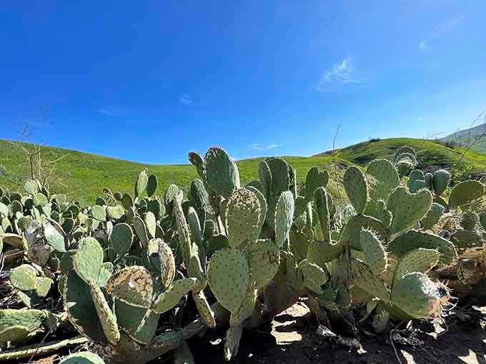 Prickly pear cactus thriving against a backdrop of impossibly green hills, proof that California contains multitudes.
