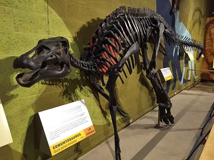 This Edmontosaurus skeleton proves that even duck-billed dinosaurs had serious presence and undeniable swagger.
