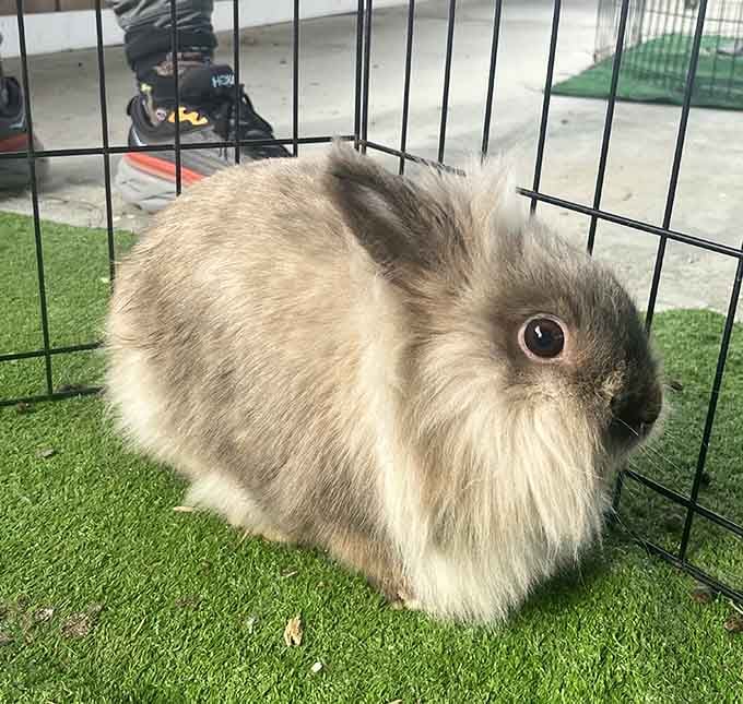 A Lionhead rabbit so round and fluffy it looks like a cloud decided to become a pet.