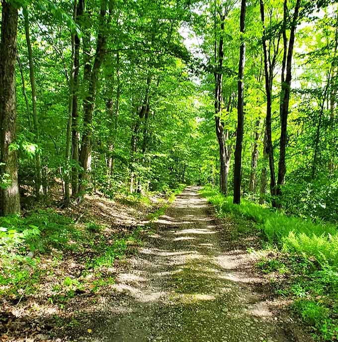 A quiet dirt road through a cathedral of green trees, this is what a deep breath actually looks like.