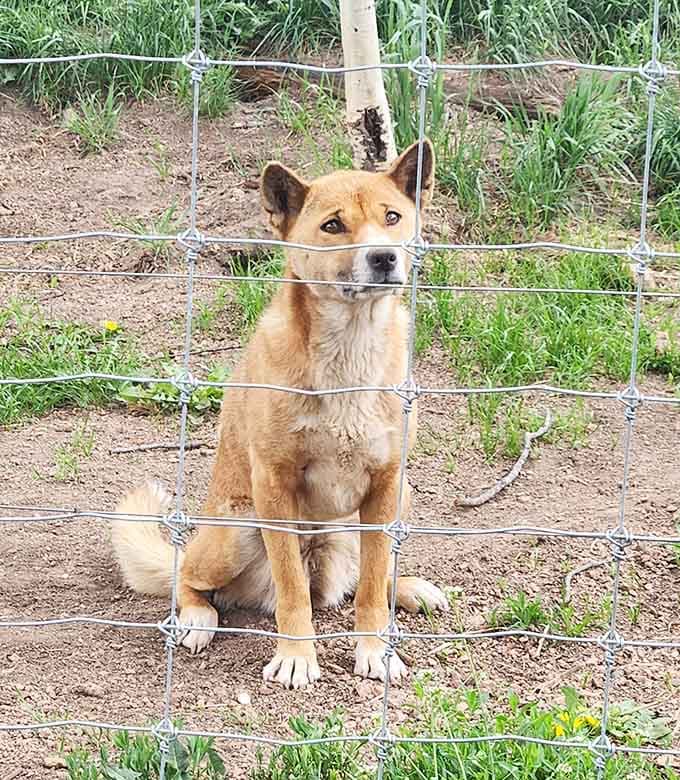 The resident dingo sitting pretty, probably wondering why everyone's so obsessed with the wolves when he's right here.