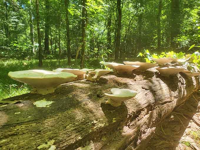Shelf mushrooms line a fallen log at Congaree like nature's own perfectly arranged dinner party centerpiece.
