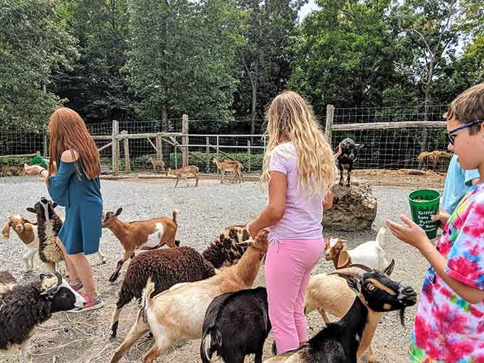 A whole crowd of goats, sheep, and kids in motion, and not a single person looks like they want to leave.