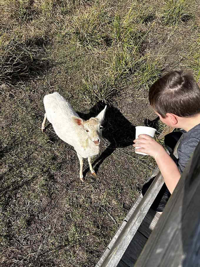 That little white lamb gazing upward with hopeful eyes knows exactly who's holding the cup, and the charm offensive is working.