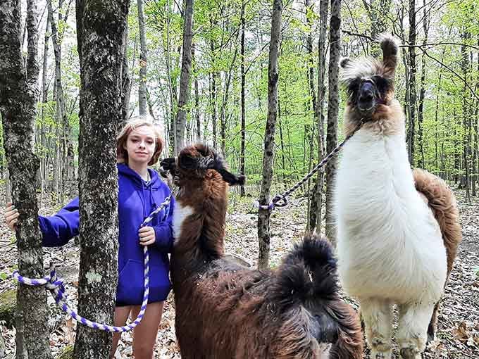 Deep in the woods, one llama has clearly decided it's the leader of this expedition. Nobody is arguing.