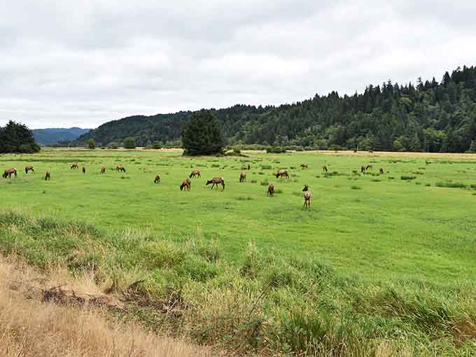 Dozens of elk scattered across a green meadow, proof that Oregon's best attractions require zero admission fees.