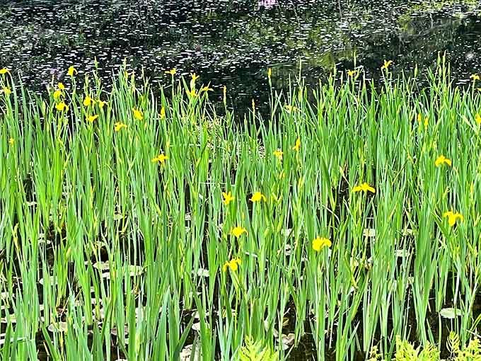 Yellow irises standing at attention like nature's own welcoming committee for weary hikers passing through.