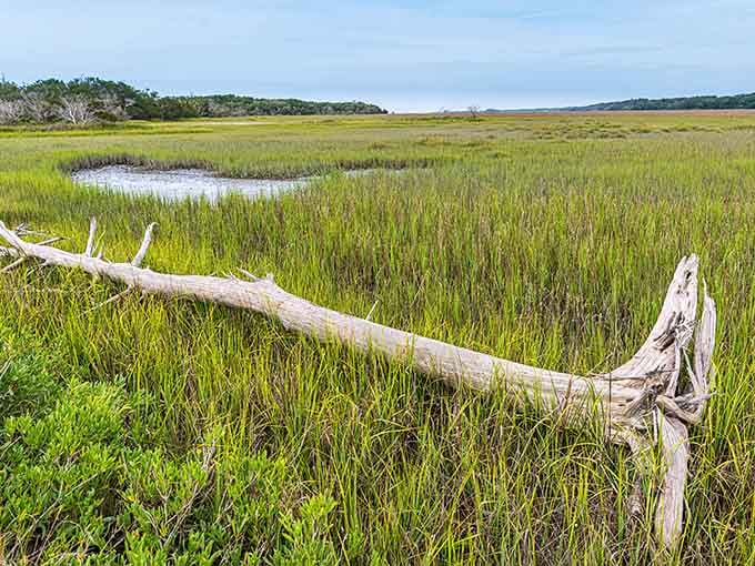 Golden marsh grass stretches endlessly, creating a landscape that changes with every tide and every season.