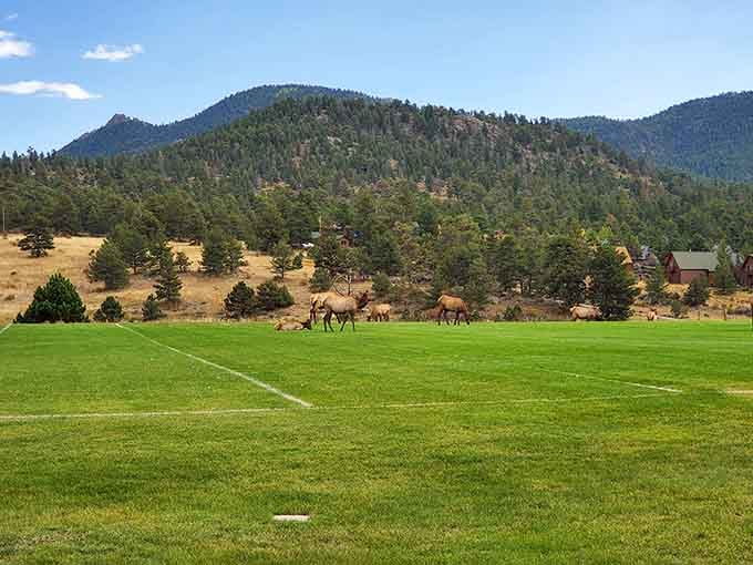 Estes Park Memorial Observatory lets you stargaze at elevations where the sky feels close enough to touch.