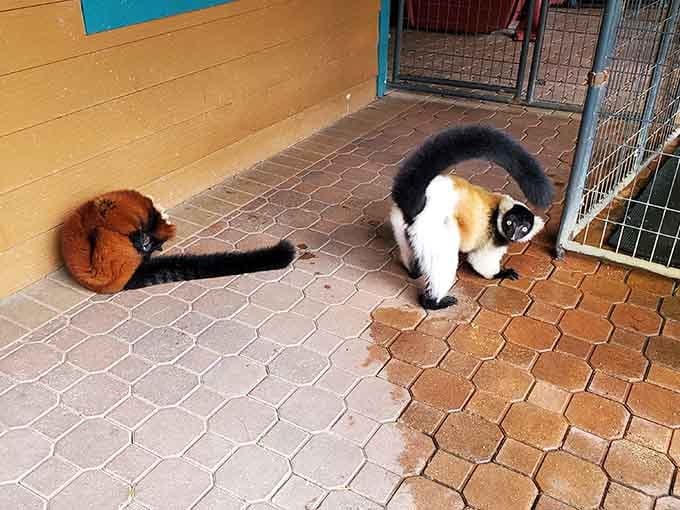 Two ruffed lemurs sharing a moment together, bringing a little slice of Madagascar to Central Florida.