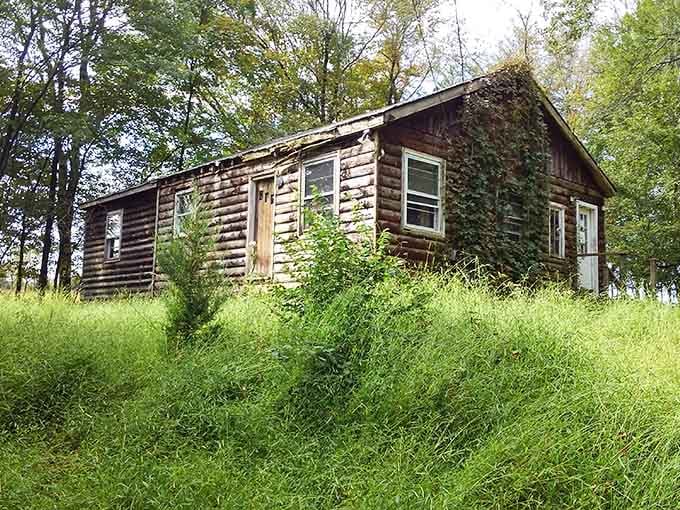 An old log cabin slowly being reclaimed by the forest, reminding you that nature always gets the last word.