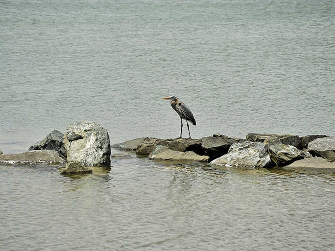 A great blue heron standing on the rocks like it owns the place, because honestly, it kind of does.