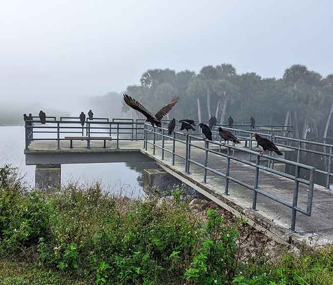 Turkey vultures and black vultures claiming the pier like they're waiting for a bus that's running late.