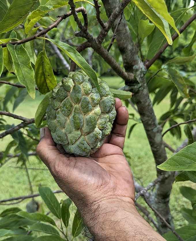 The sugar apple looks like nature assembled it from spare parts, but one bite and all is forgiven immediately.