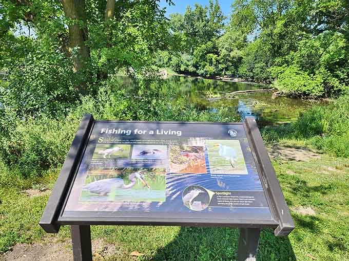 Educational signs reveal the creek's secrets, teaching you about fish and wildlife while you catch your breath.
