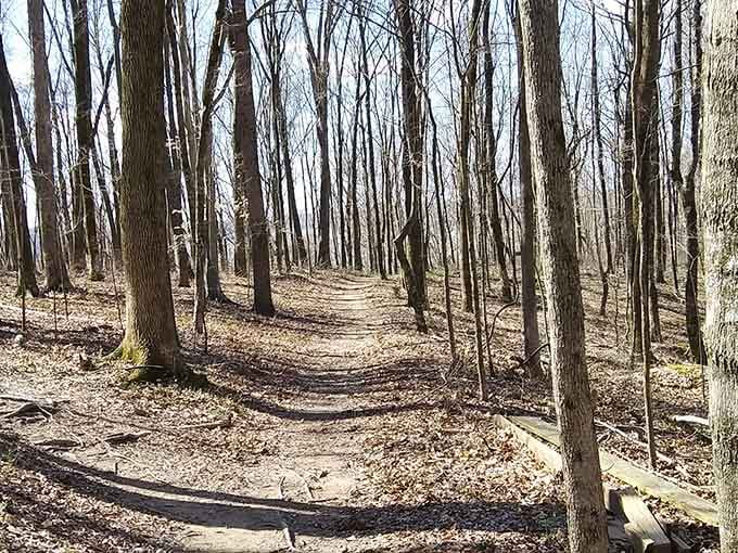 A wooded path that stretches ahead like a gentle invitation, asking nothing of you except to keep walking and breathe deeply.