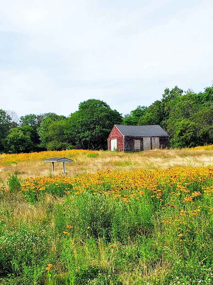 Old quarry buildings slowly return to nature, creating that perfectly weathered New England aesthetic we all secretly love.