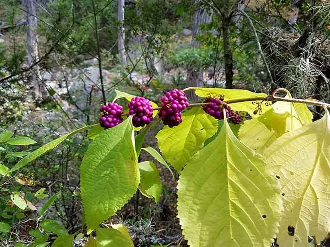 Wild berries along the trail reminding you this preserve is actual wilderness, not a theme park.