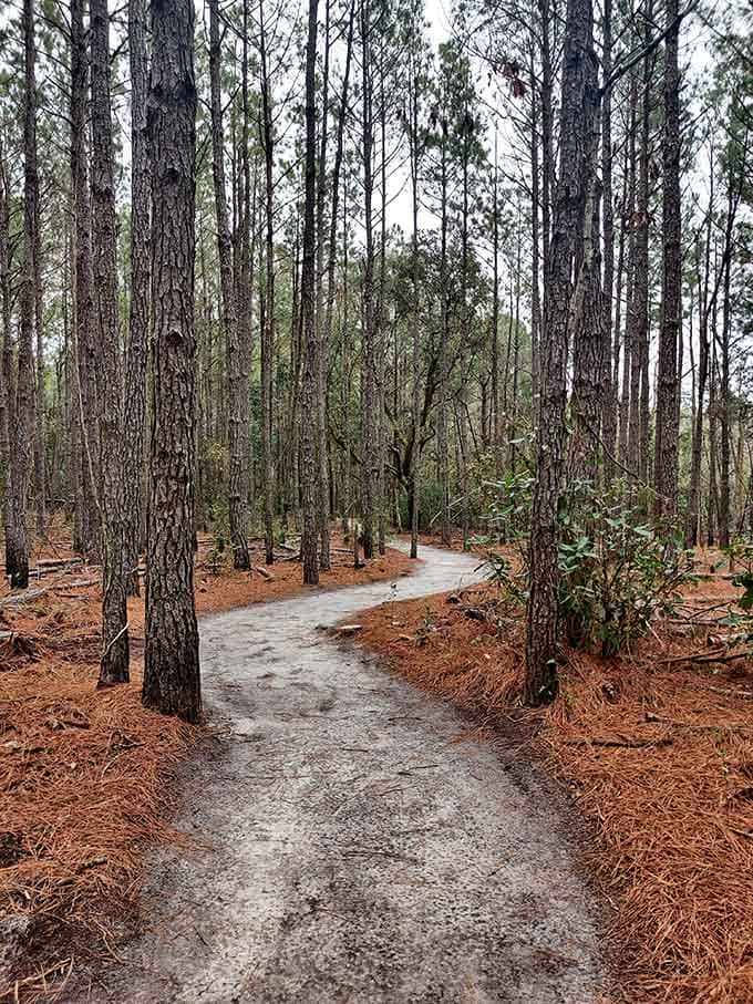 Maritime forest trails offer a shaded escape when you need a break from all that glorious beach sunshine.