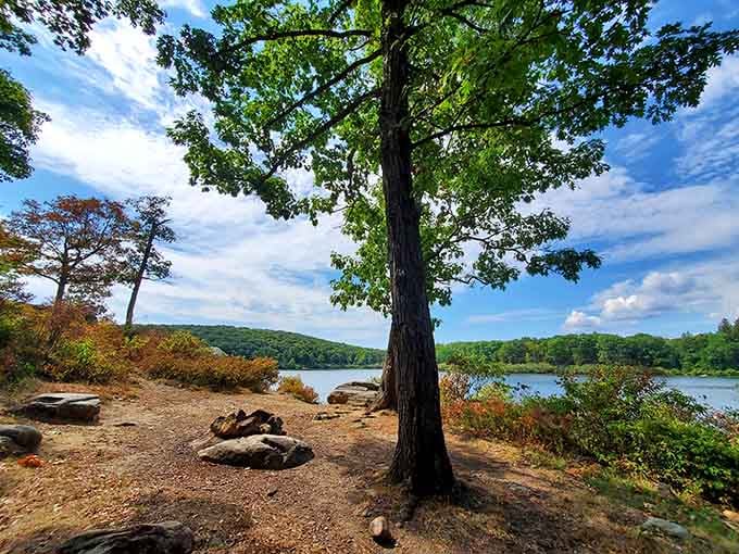 A quiet lakeside perch where the trees, the water, and the sky all agree to be beautiful together.