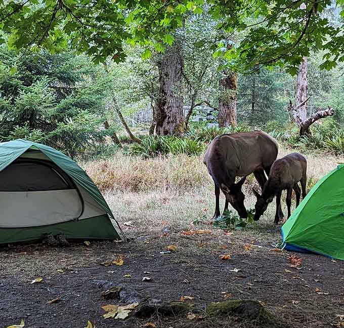 The Amazing Washington Campground Where You Can Spend The Night For ...
