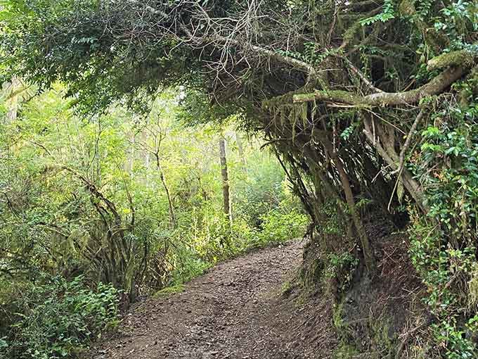 This trail looks like something out of a fairy tale, minus the talking animals. Probably.