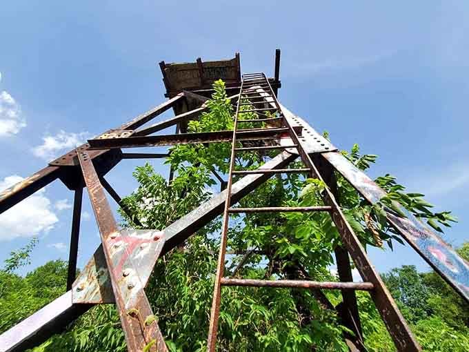 Looking up reveals the skeletal structure where vines and metal intertwine in nature's slow-motion architectural takeover.