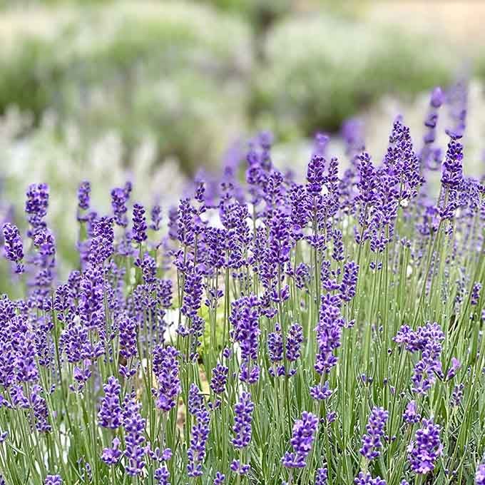 Each delicate bloom stands at attention, releasing that signature scent that makes everything feel right.