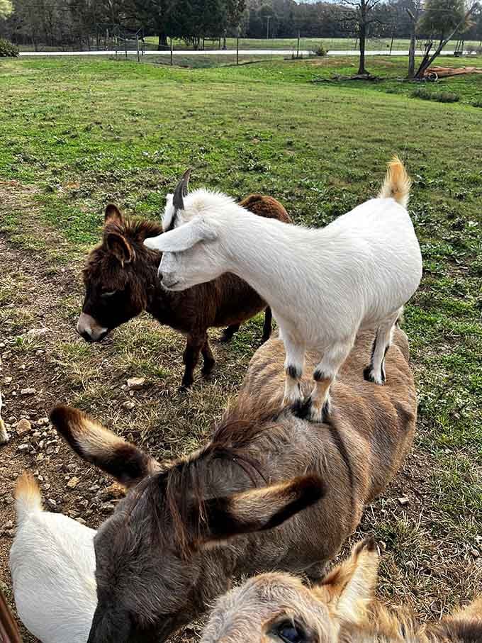A goat standing on a donkey's back, because personal space is simply a suggestion out here.