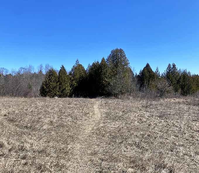 In winter, the meadow goes golden and still. It's not empty. It's just resting, and it looks great doing it.