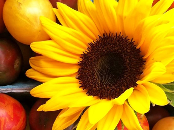 That sunflower's practically winking at you from the market stand, surrounded by apples like a cheerful farmstand greeting committee extraordinaire.