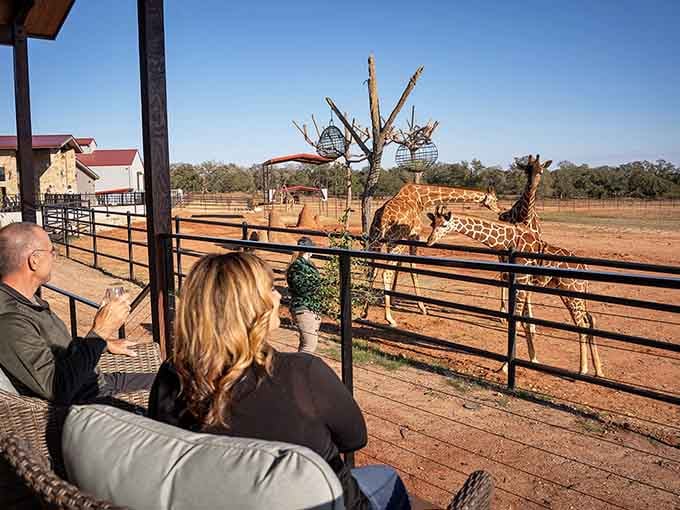 Sitting on the private deck with a drink while giraffes wander past is the definition of a perfect Texas evening.